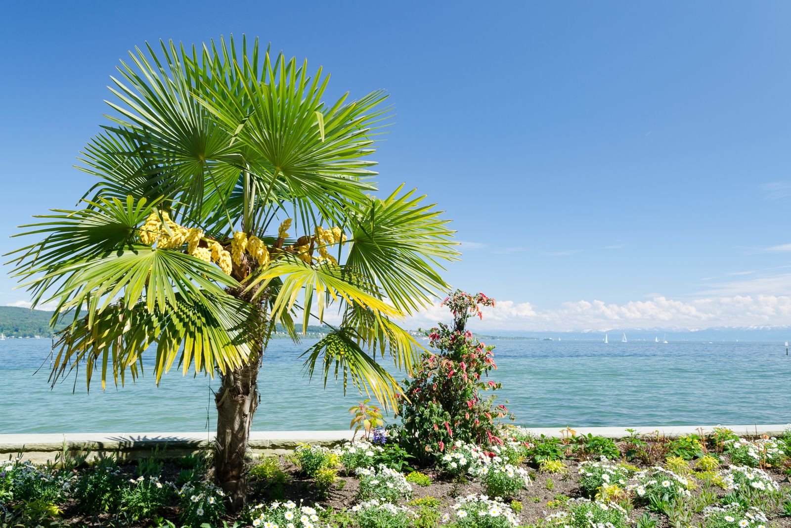 Bodensee | Jourmany