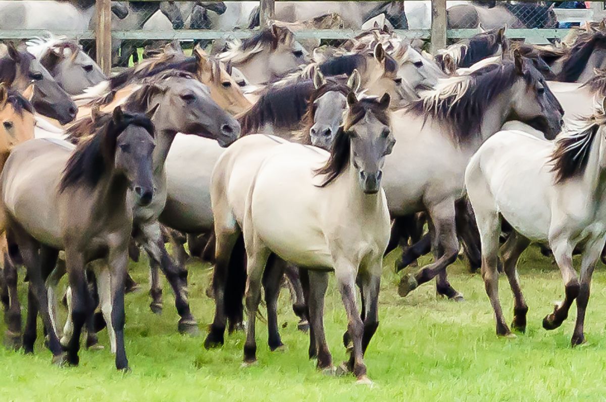 Dülmener Wildpferde | Jourmany