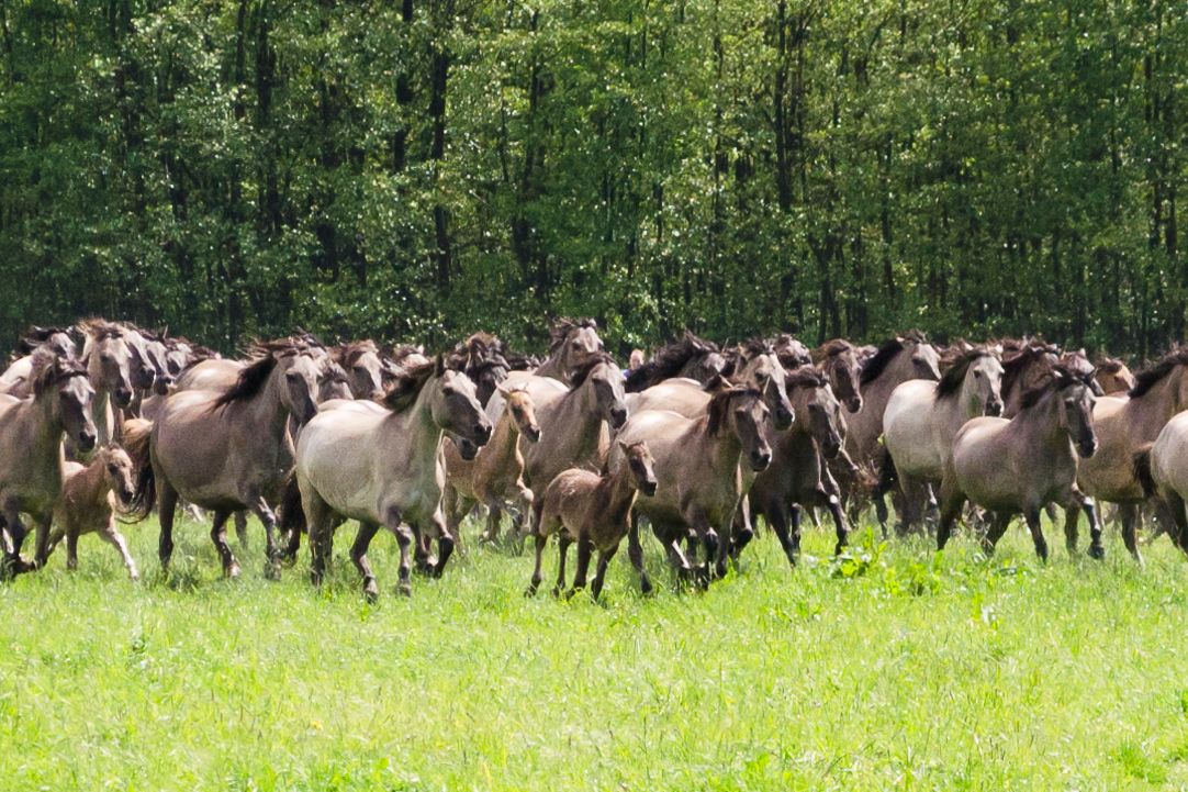 Dülmener Wildpferde | Jourmany